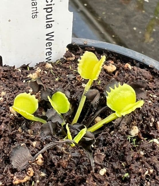5 Different Form of Venus Flytrap