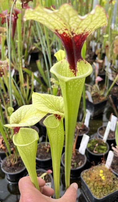 A46 G10 HC226 x S moorei select