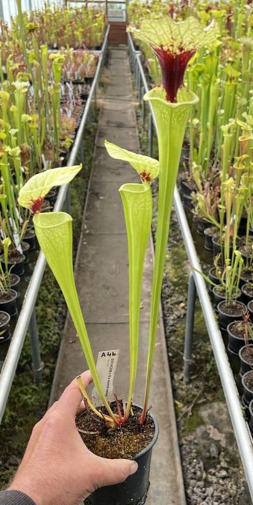 A46 G10 HC226 x S moorei select