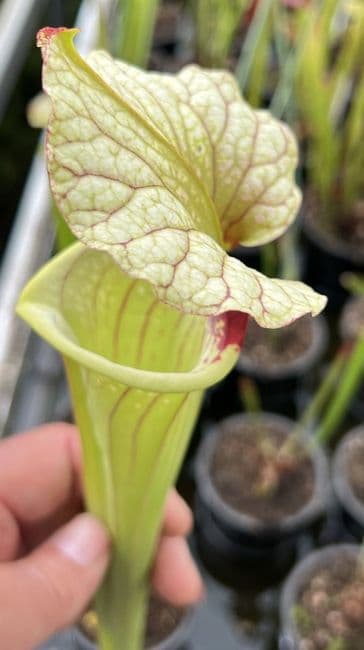 A48 G10 HC226 x S x moorei select