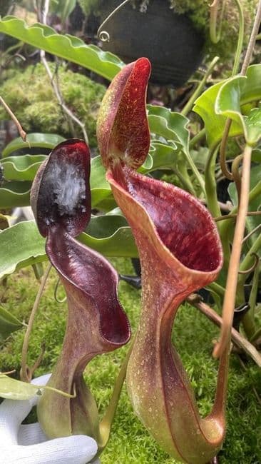 BE3100 N lowii Trus Madi - best selected clone