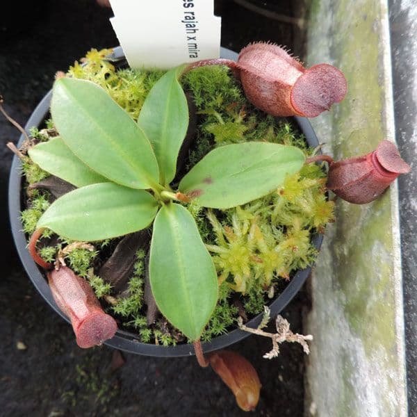 Nepenthes rajah x mira | Nepenthes Monkey Cup