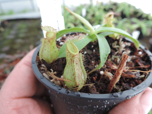 N.burkei x N.hamata | Nepenthes Monkey Cup