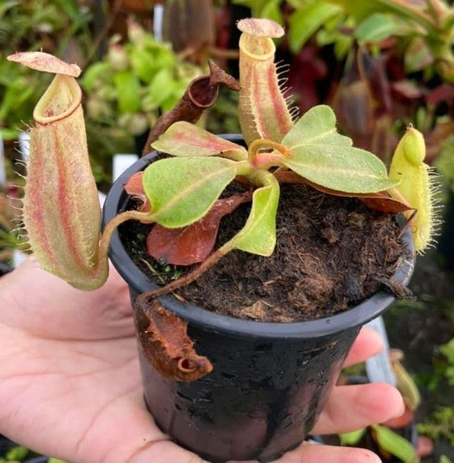 BE3700 N robcantleyi x N veitchii