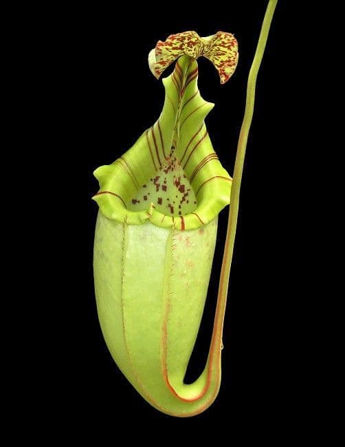 BE3723 N burbidgeae x veitchii - assorted clones