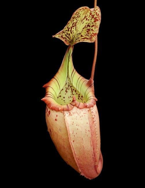 BE3723 N burbidgeae x veitchii - assorted clones