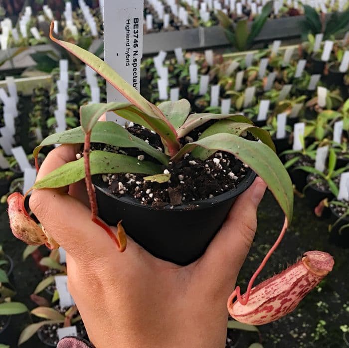 Nepenthes X Spectabilis X Ventricosa Photos