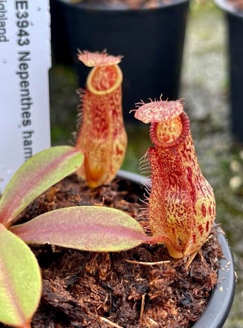 BE3943 N hamata x veitchii