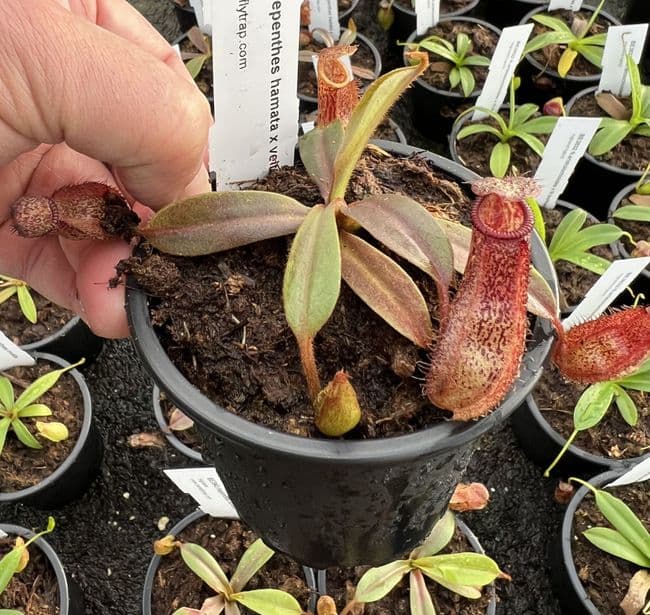 BE3943 N hamata x veitchii