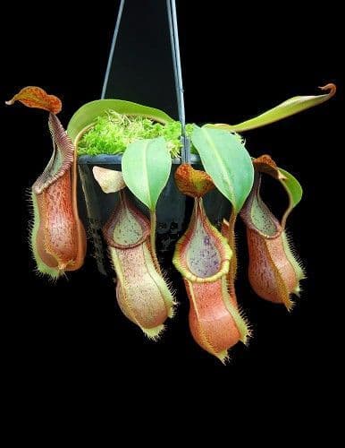 BE3943 N hamata x veitchii