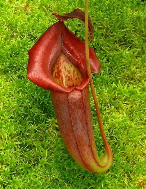 BE4028 N robcantleyi x jacquelineae - selected clone