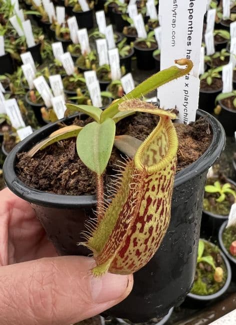 BE4043 N hamata x platychila