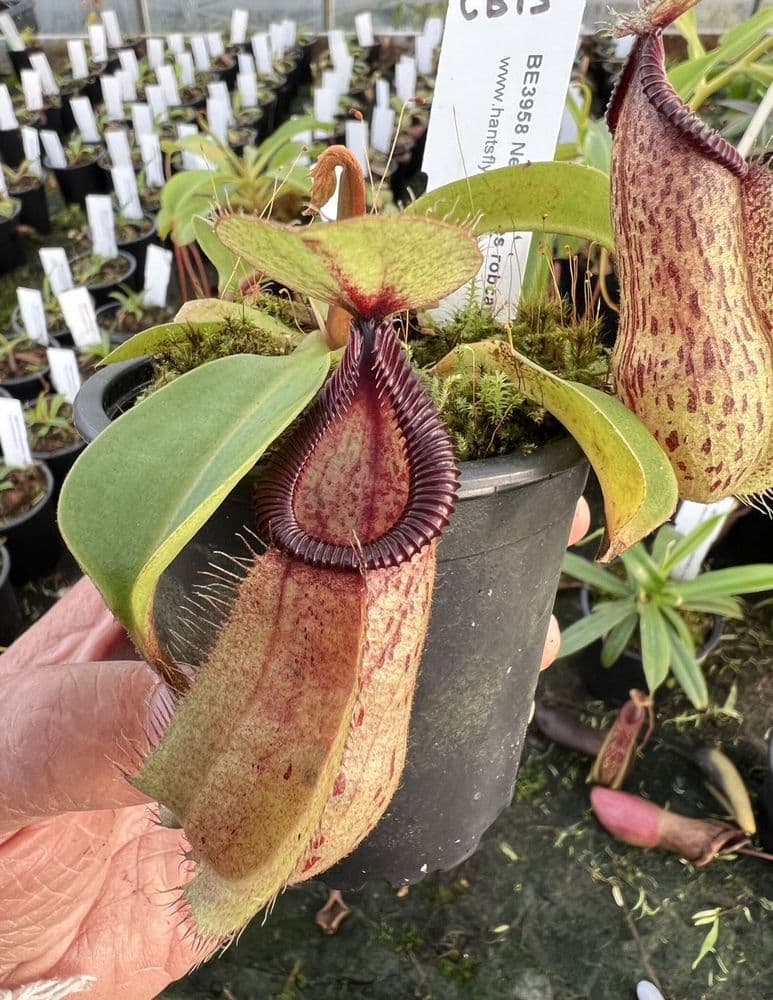 CB15 BE3958 Nepenthes robcantleyi x hamata M
