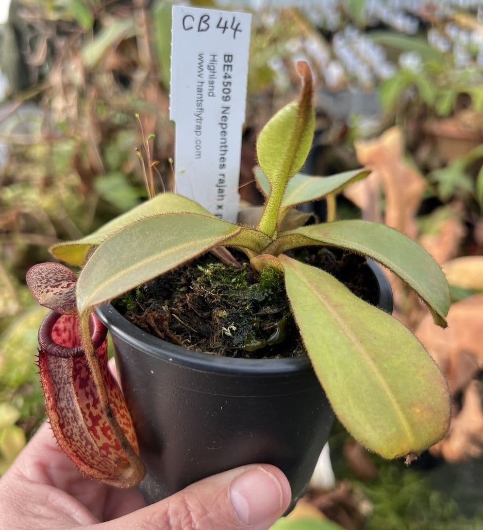 CB44 Nepenthes rajah x platychila M
