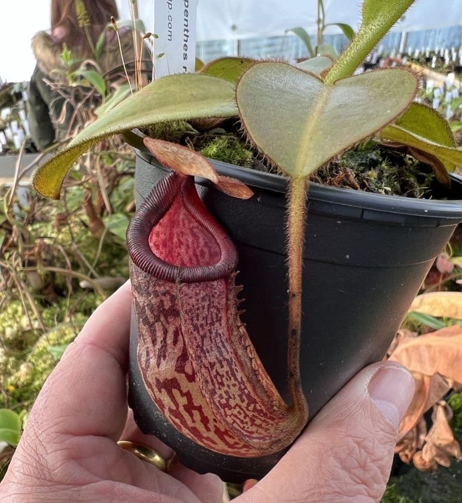 CB44 Nepenthes rajah x platychila M