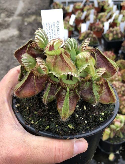 CF006 Cephalotus follicularis Large Mature plant