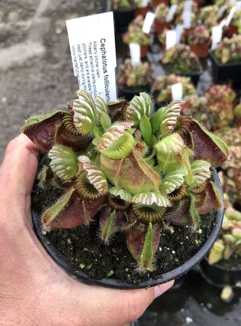 CF006 Cephalotus follicularis Large Mature plant