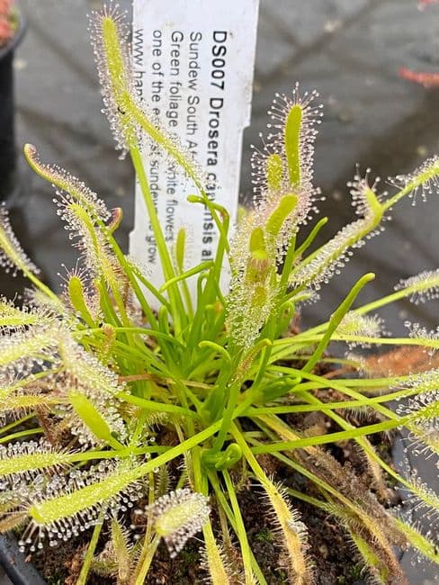 Cl31 Drosera collection 3