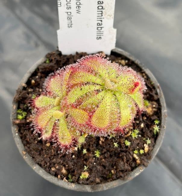 Cl33 Drosera collection 3