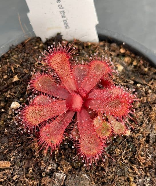Cl33 Drosera collection 3