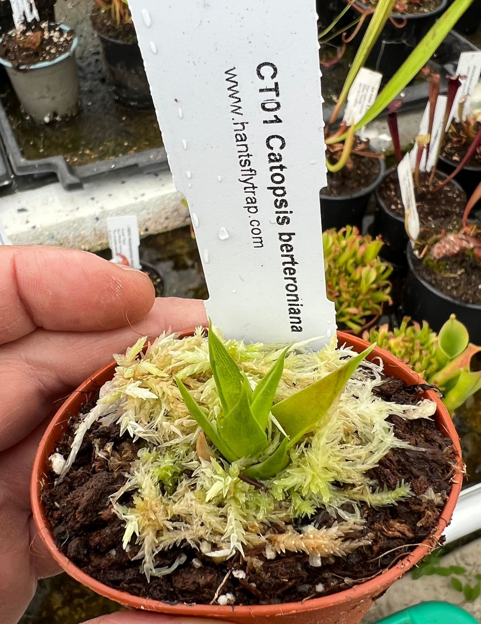 CT01 Catopsis berteroniana