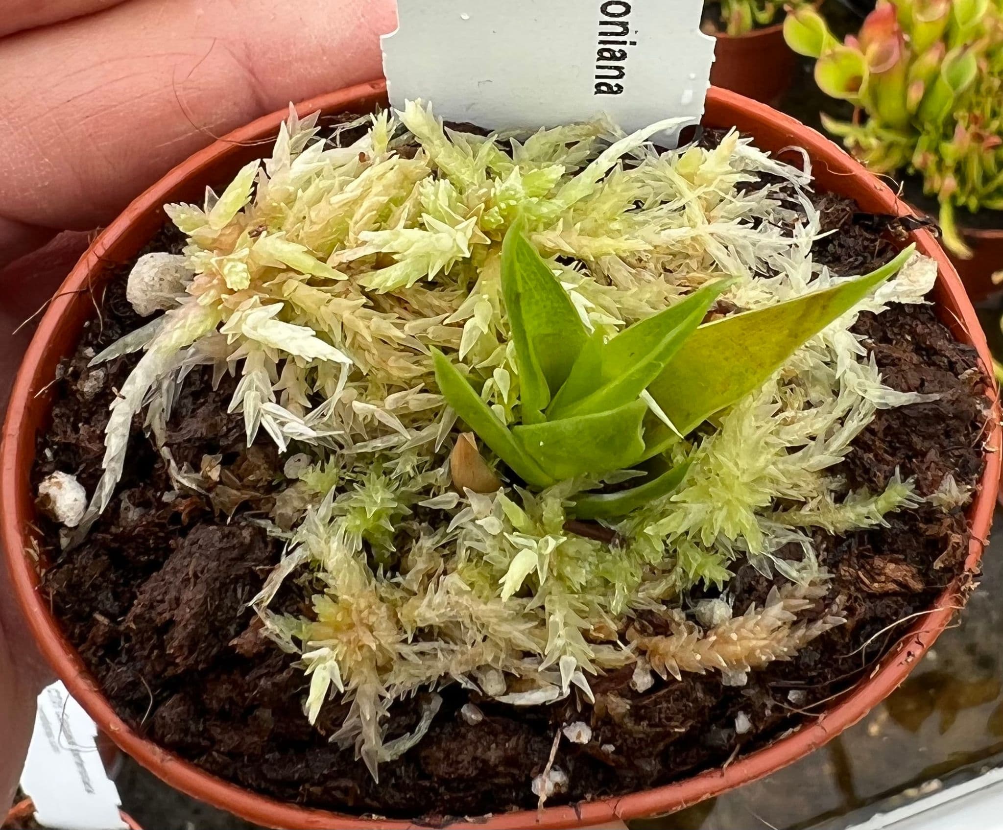 CT01 Catopsis berteroniana