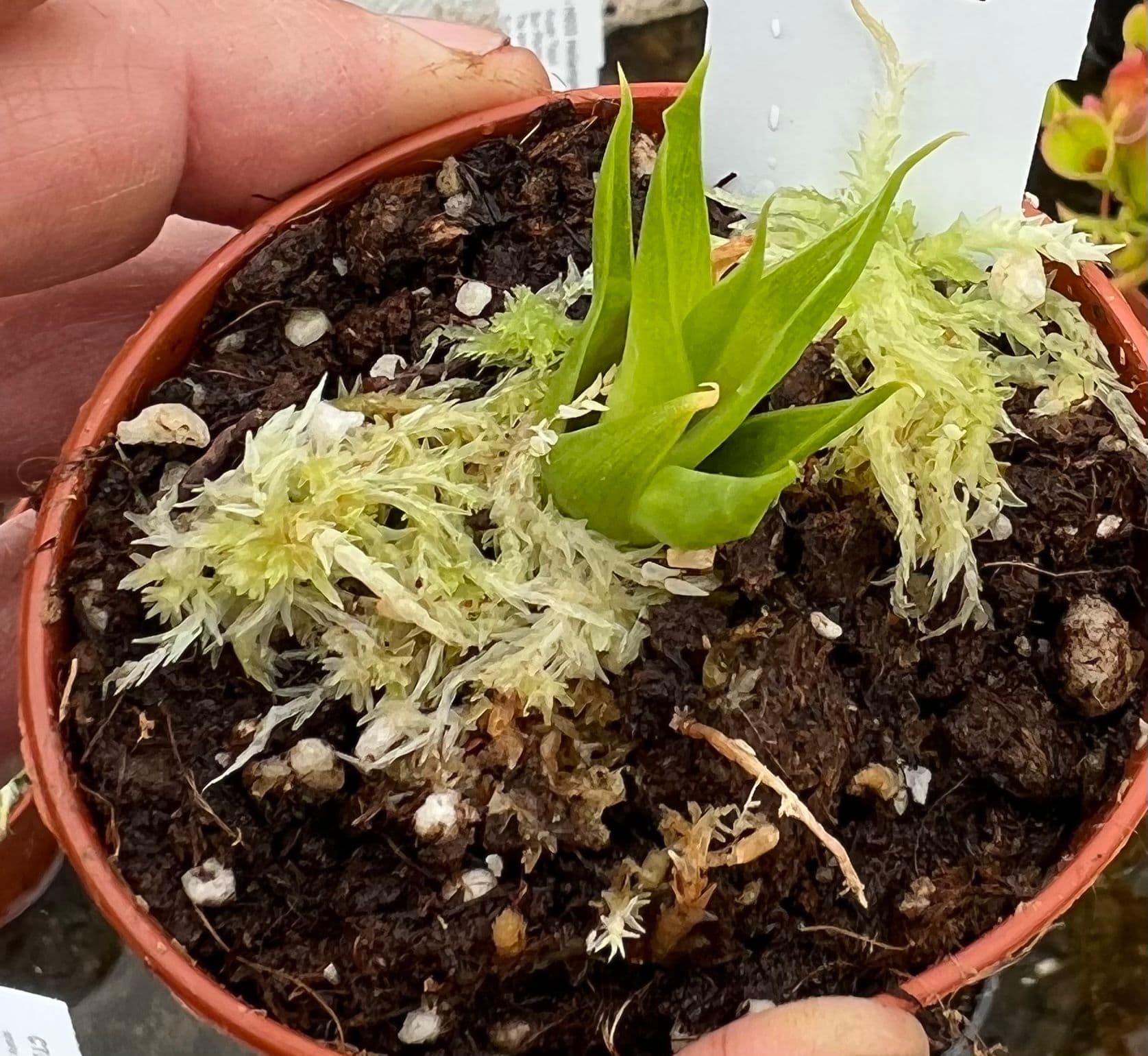 CT01 Catopsis berteroniana