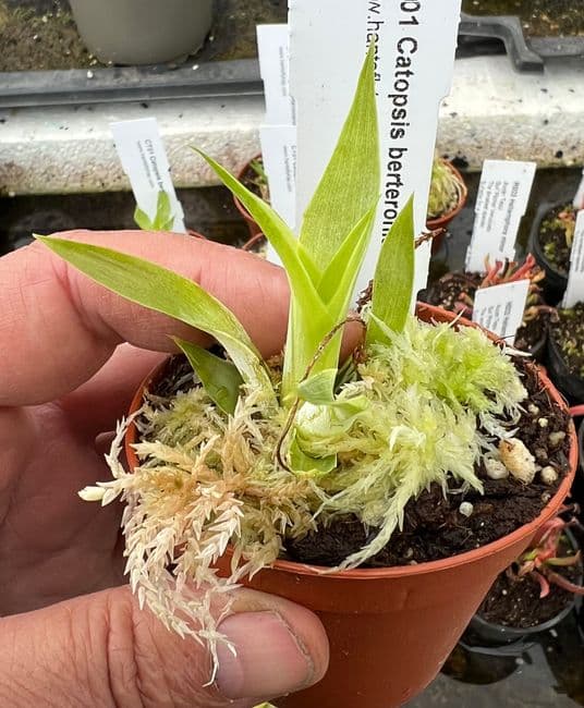 CT01 Catopsis berteroniana