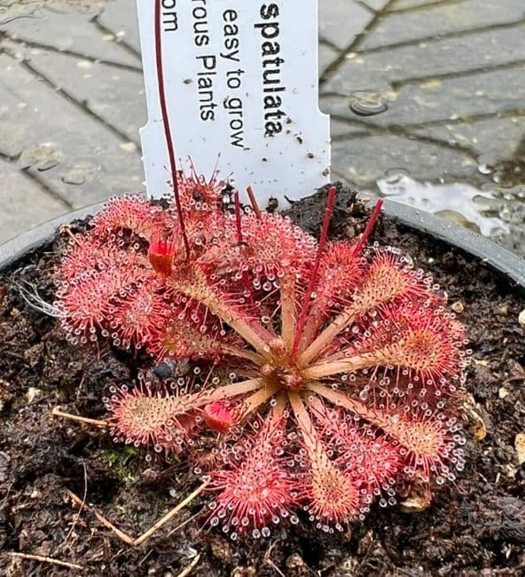 DC01 Drosera collection 5