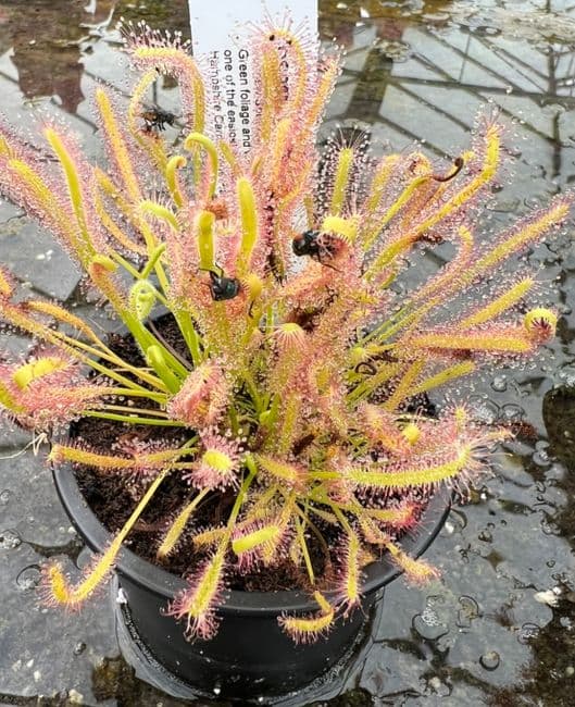 DC01 Drosera collection 5