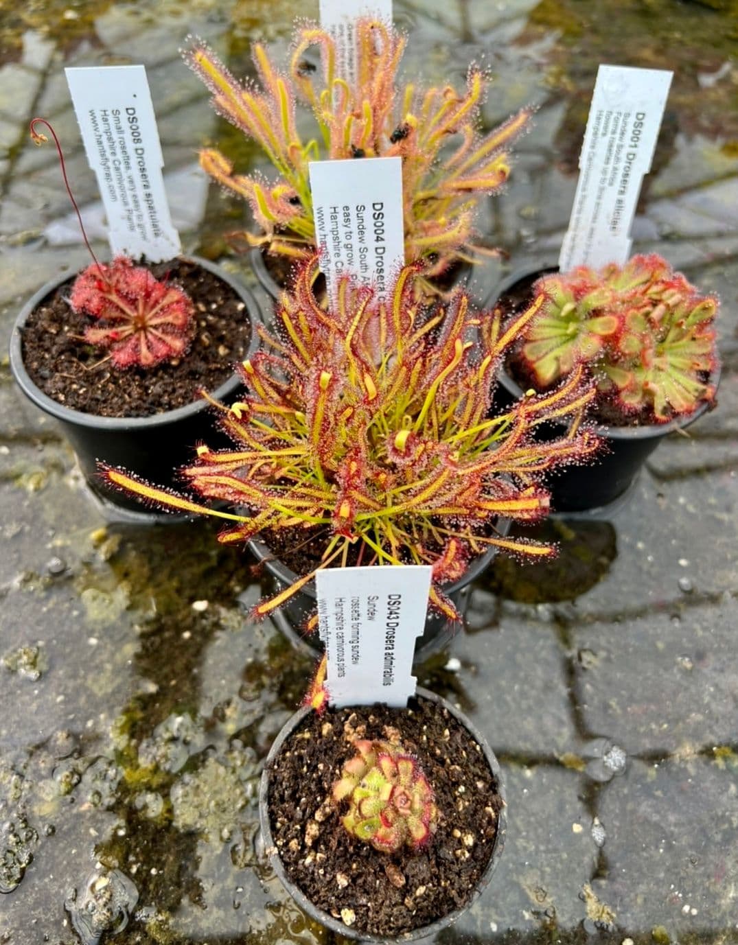 DC01 Drosera collection 5