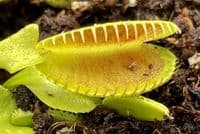 Dionaea muscipula Alien