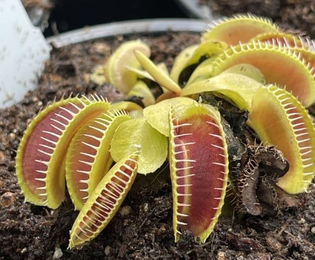 Dionaea muscipula Alien