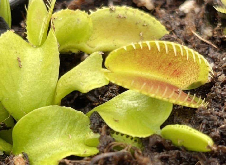 Dionaea muscipula Alien