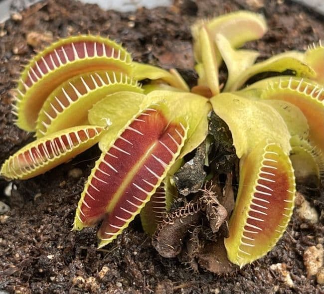 Dionaea muscipula Alien
