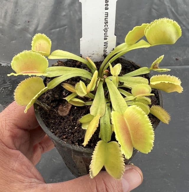 Dionaea muscipula Whale