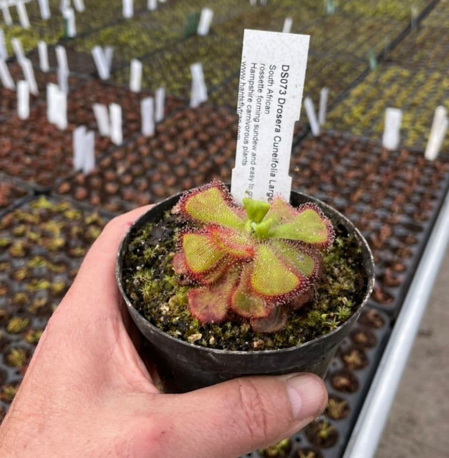 Drosera Cuneifolia Large Form specimen