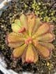 Drosera hamiltonii