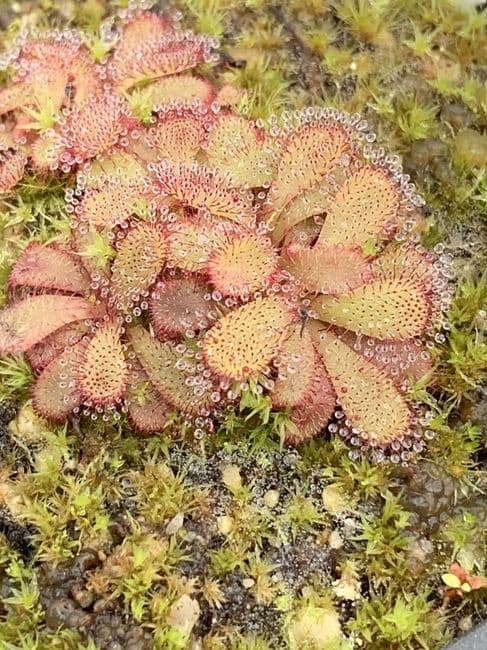Drosera hamiltonii