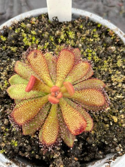 Drosera hamiltonii