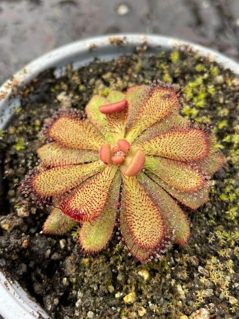 Drosera hamiltonii