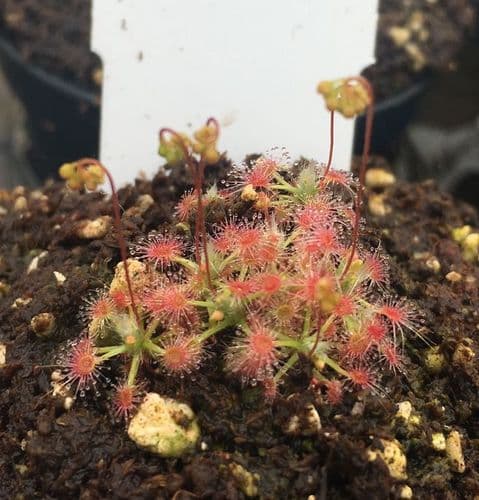 Drosera Sundews | Hampshire Carnivorous Plants