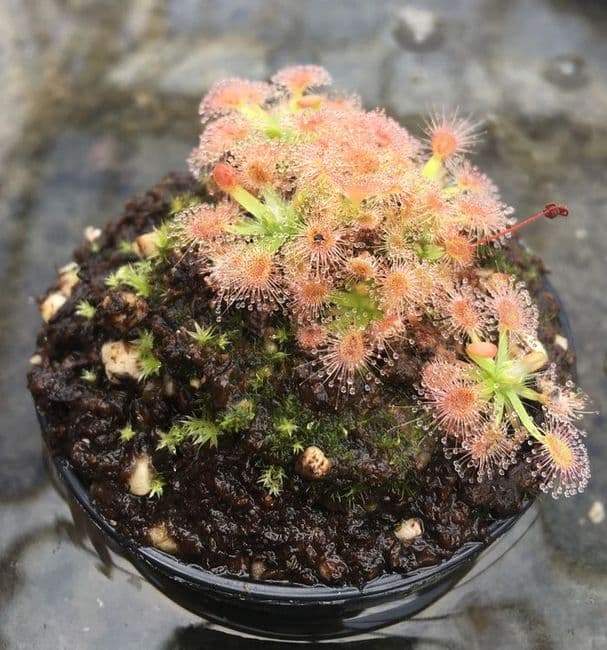 Drosera pulchella orange flower