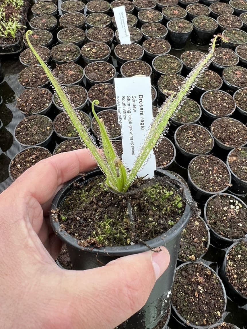 Drosera regia