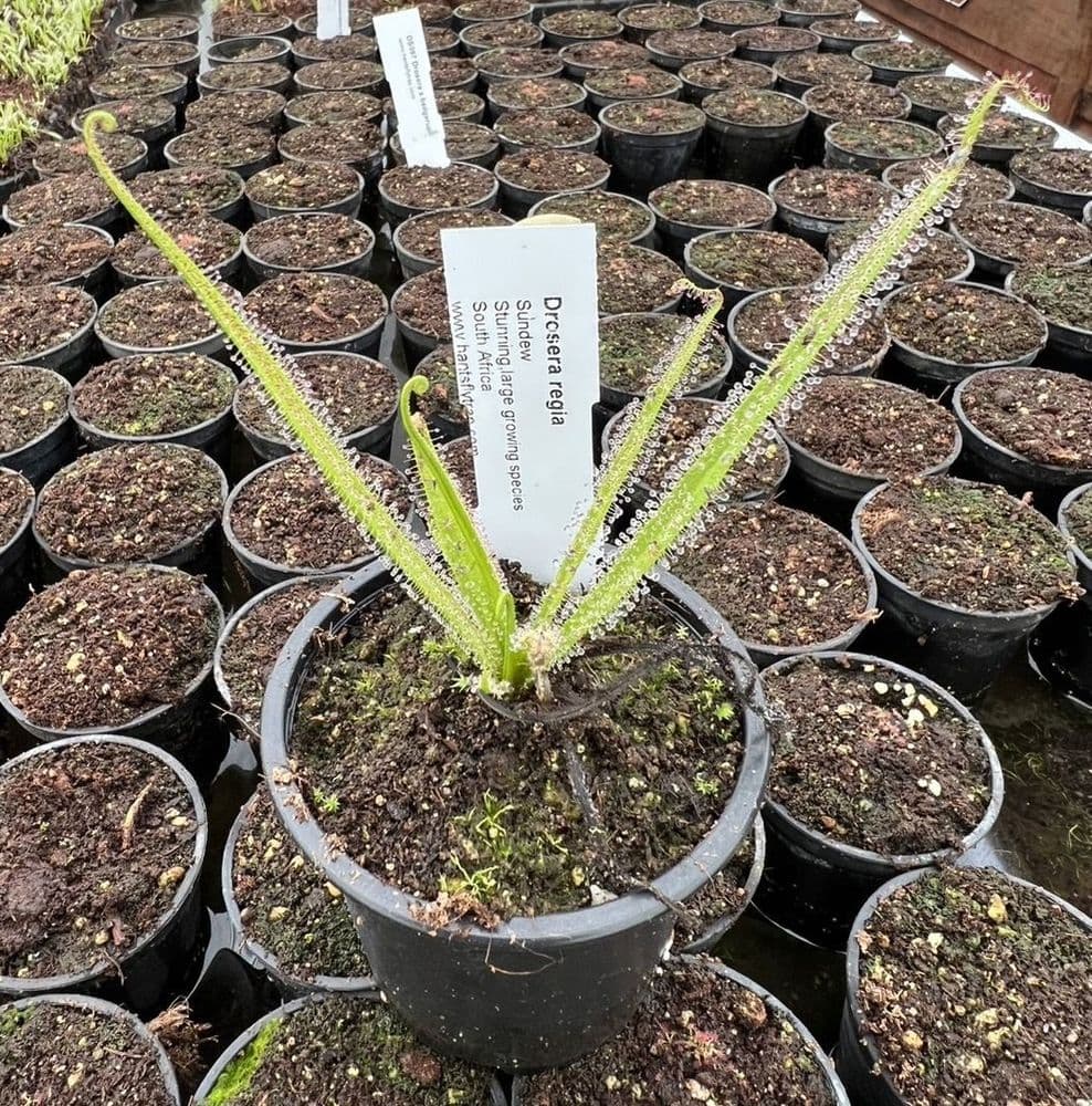Drosera regia