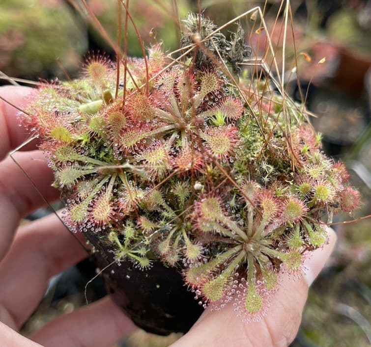 Drosera sundew small pot