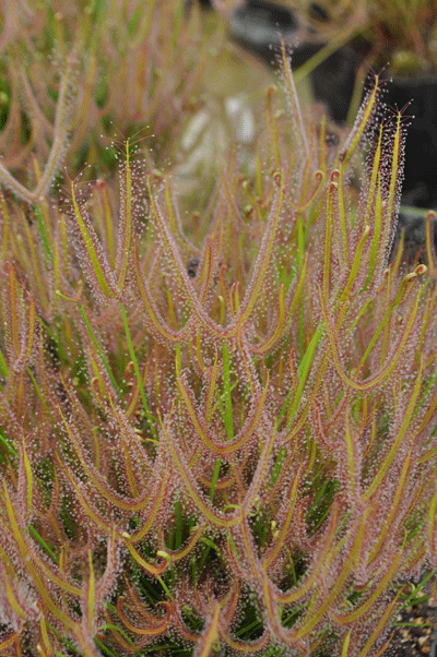 Drosera binata sundew