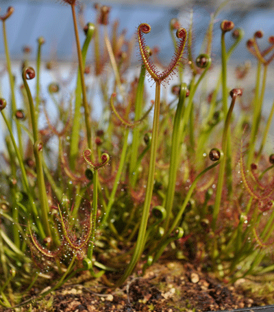 Drosera binata sundew