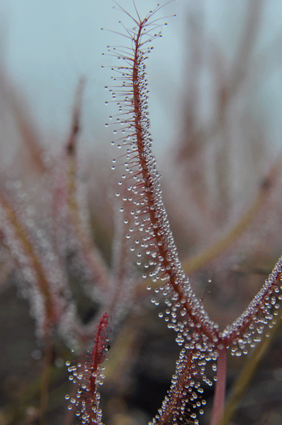 Drosera binata sundew