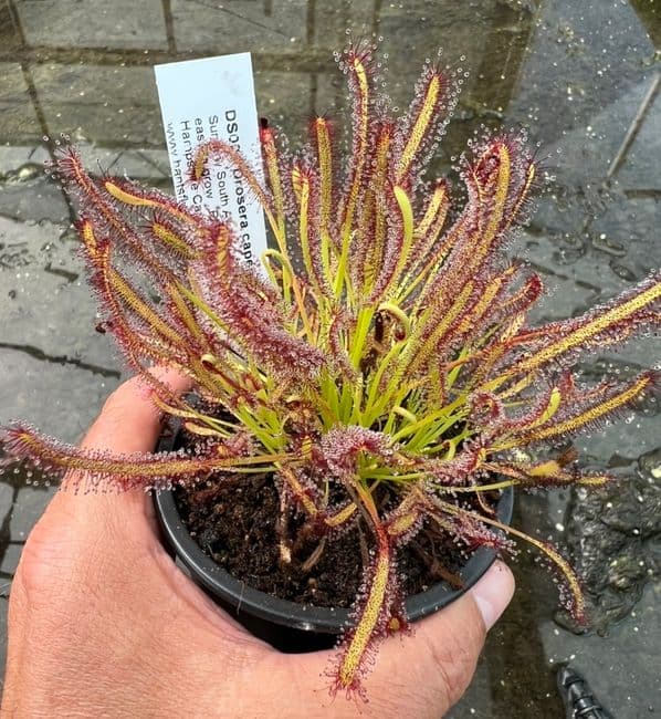 Drosera capensis sundew Narrow leaf form sundew